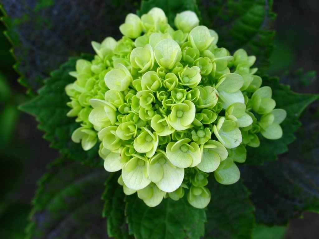 Green Flowers - Portfolio Designer